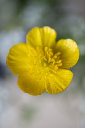 Shiney Yellow Single Stem Buttercup Flower Editorial Stock Photo ...