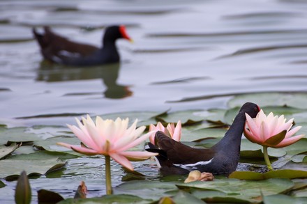 __COUNT__ China Guiyang Waterbirds Lotus - 22 May 2020 Stock Pictures ...