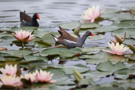 __COUNT__ China Guiyang Waterbirds Lotus - 22 May 2020 Stock Pictures ...