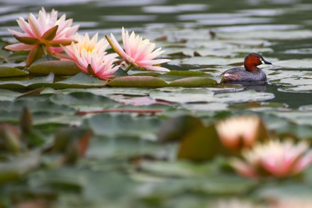 __COUNT__ China Guiyang Waterbirds Lotus - 22 May 2020 Stock Pictures ...