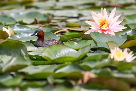 Grebe Dives Into Water Guanshanhu Park Editorial Stock Photo - Stock ...