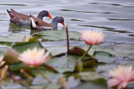 __COUNT__ China Guiyang Waterbirds Lotus - 22 May 2020 Stock Pictures ...