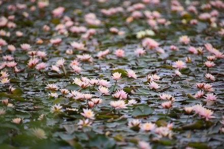 __COUNT__ China Guiyang Waterbirds Lotus - 22 May 2020 Stock Pictures ...