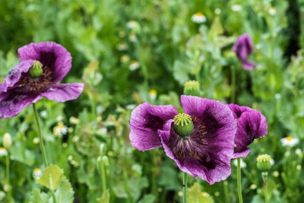Blooming Purple Opium Poppies Papaver Somniferum Editorial Stock Photo ...