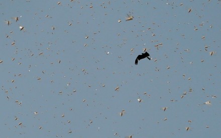 Eagle Flies Through Swarm Locusts Around Editorial Stock Photo - Stock ...