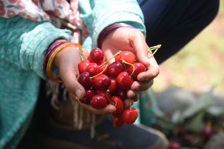 Cherry Farmers Harvesting The Fruits In Kashmir, Srinagar, Jammu and ...