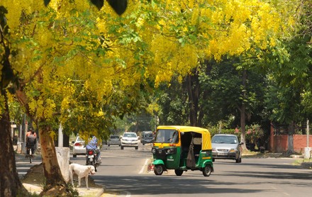 Amaltas Known Golden Shower Trees Seen Editorial Stock Photo - Stock ...