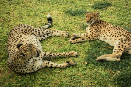 37 Cheetah farm Stock Pictures, Editorial Images and Stock Photos ...