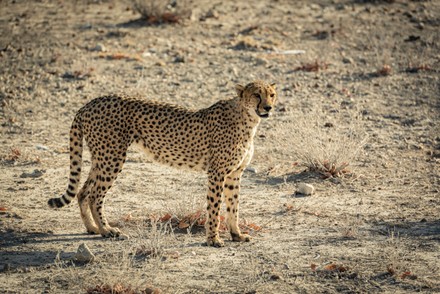 37 Cheetah farm Stock Pictures, Editorial Images and Stock Photos ...