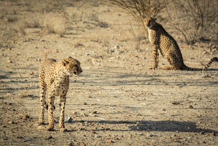 37 Cheetah farm Stock Pictures, Editorial Images and Stock Photos ...