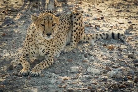 37 Cheetah farm Stock Pictures, Editorial Images and Stock Photos ...