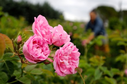 Closeup Centifolia Roses During Harvest On Editorial Stock Photo ...
