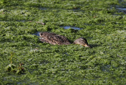 Mallard Duck Nibbles Way Through Some Editorial Stock Photo - Stock ...