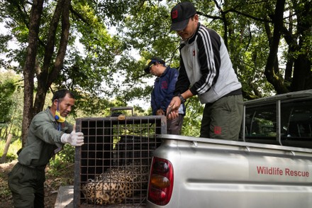 Sedated Leopard Inside Cage On Rescue Editorial Stock Photo - Stock ...