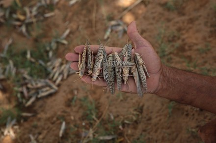 Farmer Holds Locusts Killed By Agriculture Editorial Stock Photo ...