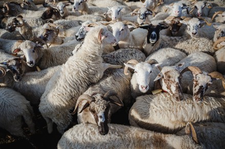 Sheep on farm in Zakarpattia Region, Ukraine - 26 May 2020 Stock ...