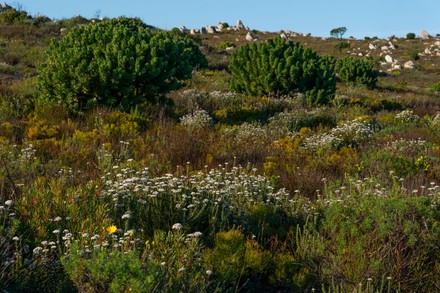 General View Fynbos Growing On Slopes Editorial Stock Photo - Stock ...