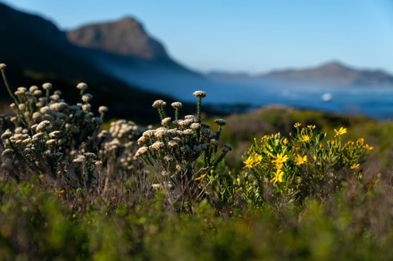 General View Fynbos Growing On Slopes Editorial Stock Photo - Stock ...