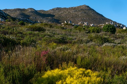 General View Fynbos Growing On Slopes Editorial Stock Photo - Stock ...