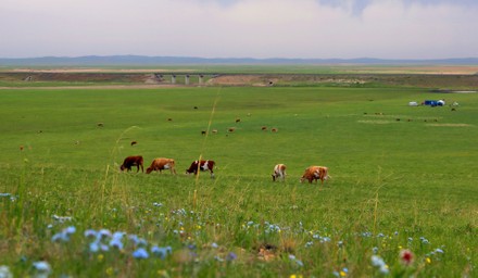 Flock Cattle Forage On Grass Field Editorial Stock Photo - Stock Image ...
