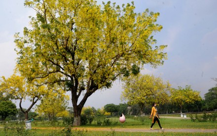 Amaltas Trees Bloom Rose Garden Sector Editorial Stock Photo - Stock ...