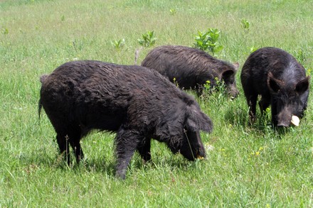 Wild Boars Pictured Nature Reserve Pavlohrad Editorial Stock Photo ...
