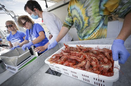 Fishermen Prepare Fresh Spot Prawns Customers Editorial Stock Photo ...
