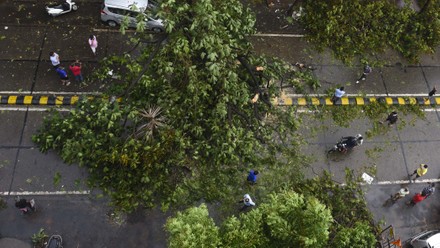 Tree Fall Shahaji Raje Marg Vile Editorial Stock Photo - Stock Image ...