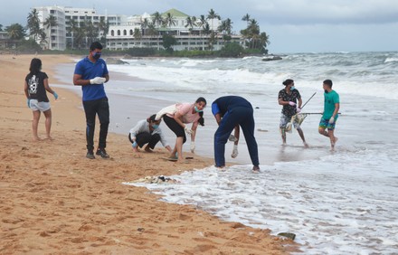 Volunteers Participate Beach Cleanup On Mount Editorial Stock Photo ...