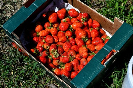 Harvesting of strawberries in Yurkivka village, Ukraine - 05 Jun 2020 ...