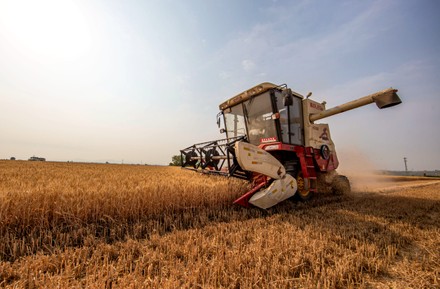 Reaper Harvests Wheat Field Mahui Village Editorial Stock Photo - Stock ...