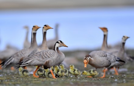 250 Amdo Stock Pictures, Editorial Images and Stock Photos | Shutterstock