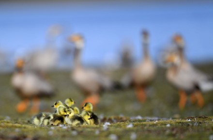 250 Amdo Stock Pictures, Editorial Images and Stock Photos | Shutterstock