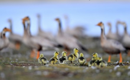 250 Amdo Stock Pictures, Editorial Images and Stock Photos | Shutterstock