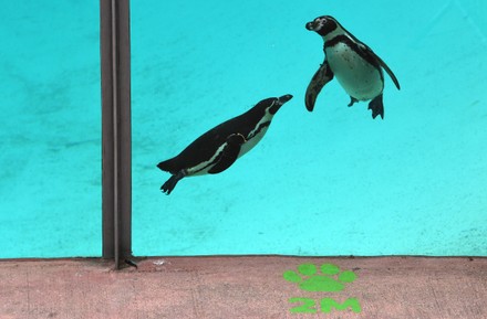 Humboldt Penguins Pass Social Distancing Measures Editorial Stock Photo ...