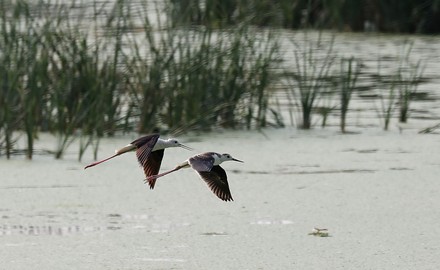 Birds Fly Over Water Pond Outskirts Editorial Stock Photo - Stock Image ...