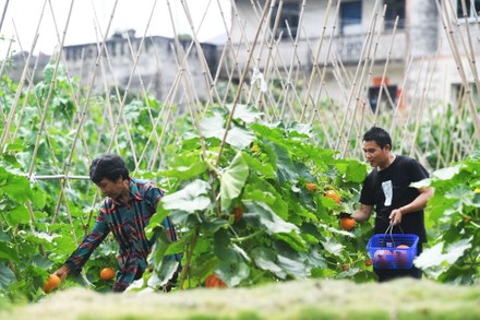 Farmers Pick Pumpkins Vegetable Planting Base Editorial Stock Photo ...