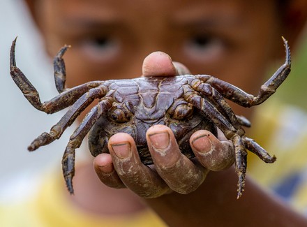 Boy Displays Crab Jungle Kathmandu Nepal Editorial Stock Photo - Stock ...