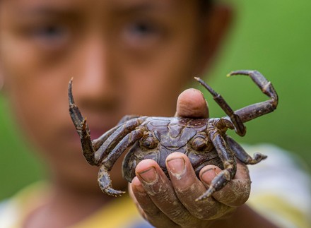 Boy Displays Crab Jungle Kathmandu Nepal Editorial Stock Photo - Stock ...