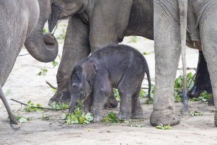 Offspring Cologne Zoo Elephants Mother Shu Editorial Stock Photo ...