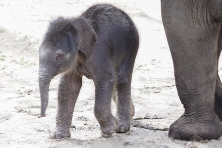 Offspring Cologne Zoo Elephants Mother Shu Editorial Stock Photo ...