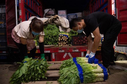 91 Transporting vegetables Stock Pictures, Editorial Images and Stock ...