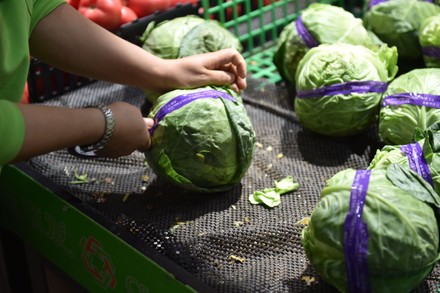 Worker Csf Supermarket Binds Cabbage Plastic Editorial Stock Photo ...