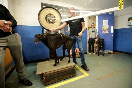 Greyhound Racing From Shelbourne Park, Dublin - 19 Jun 2020 Stock ...