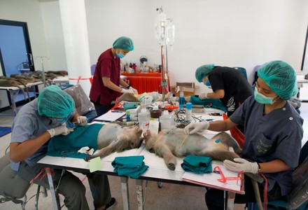Thai Veterinarians Sterilize Unconscious Monkeys Monkeys Editorial ...