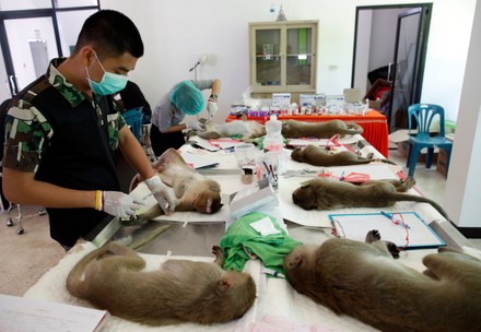 Thai Veterinarians During Sterilization Operation Monkeys Editorial ...