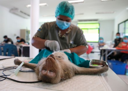 Thai Veterinarian Sterilizes Unconscious Monkey Monkeys Editorial Stock ...