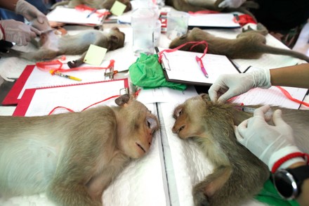 Unconscious Monkeys During Sterilization Operation Monkeys Editorial ...
