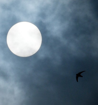 Bird Seen Flying Across Sun During Editorial Stock Photo - Stock Image ...