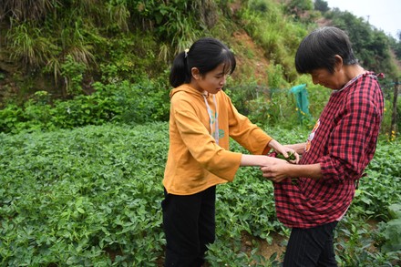 Cai Qiyan Helps Her Mother Pick Editorial Stock Photo - Stock Image ...